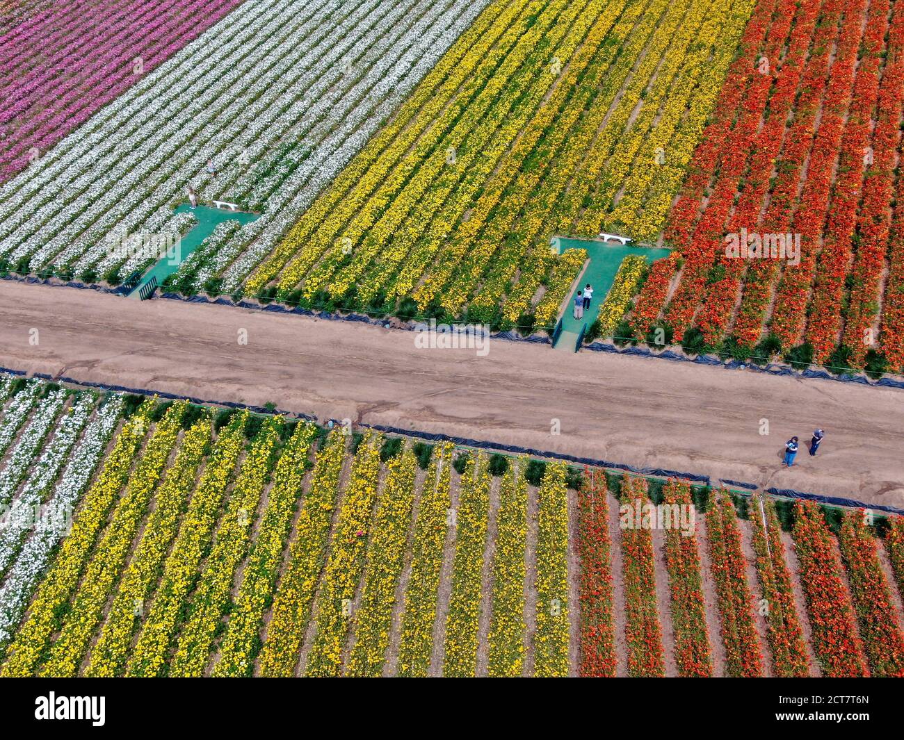 Aerial view of Carlsbad Flower Fields. tourist can enjoy hillsides of ...