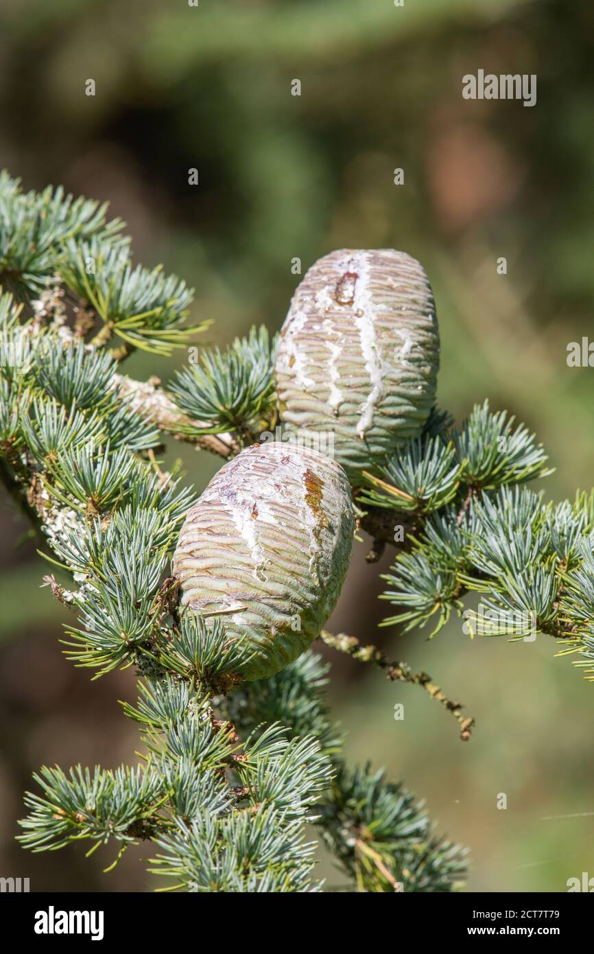 Close up of cones on an Atlas Cedar (cedrus atlantica) tree Stock Photo ...
