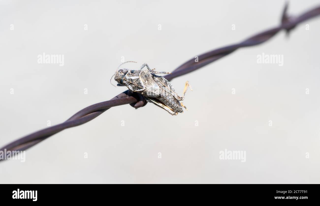 Coral-winged Grasshopper (Pardalophora apiculata) Impaled on Barbed ...