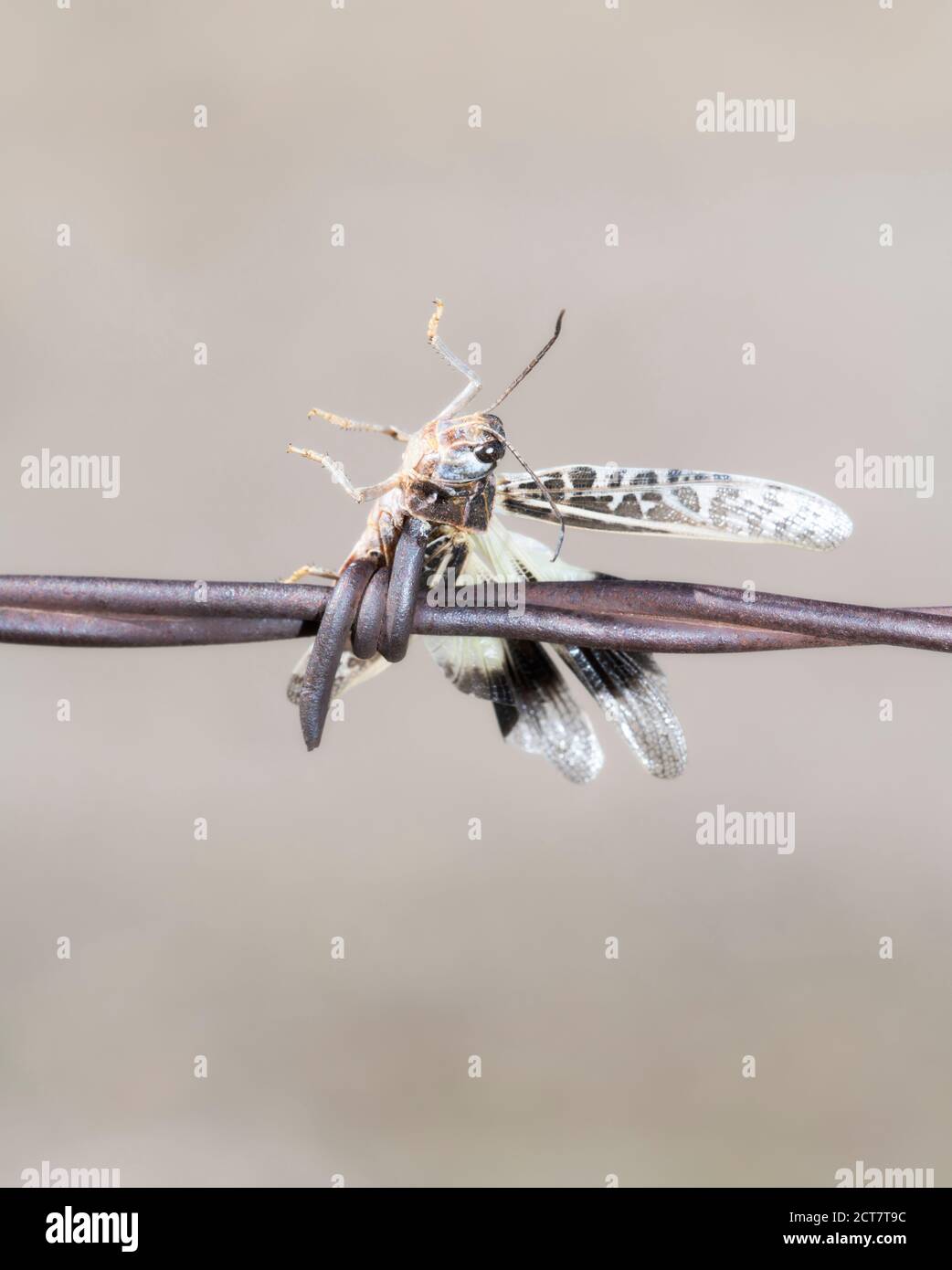 Coral-winged Grasshopper (Pardalophora apiculata) Impaled on Barbed ...