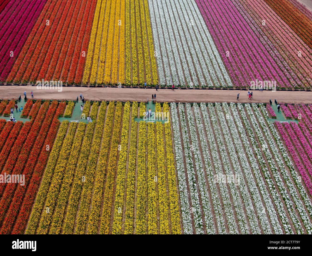 Aerial view of Carlsbad Flower Fields. tourist can enjoy hillsides of ...