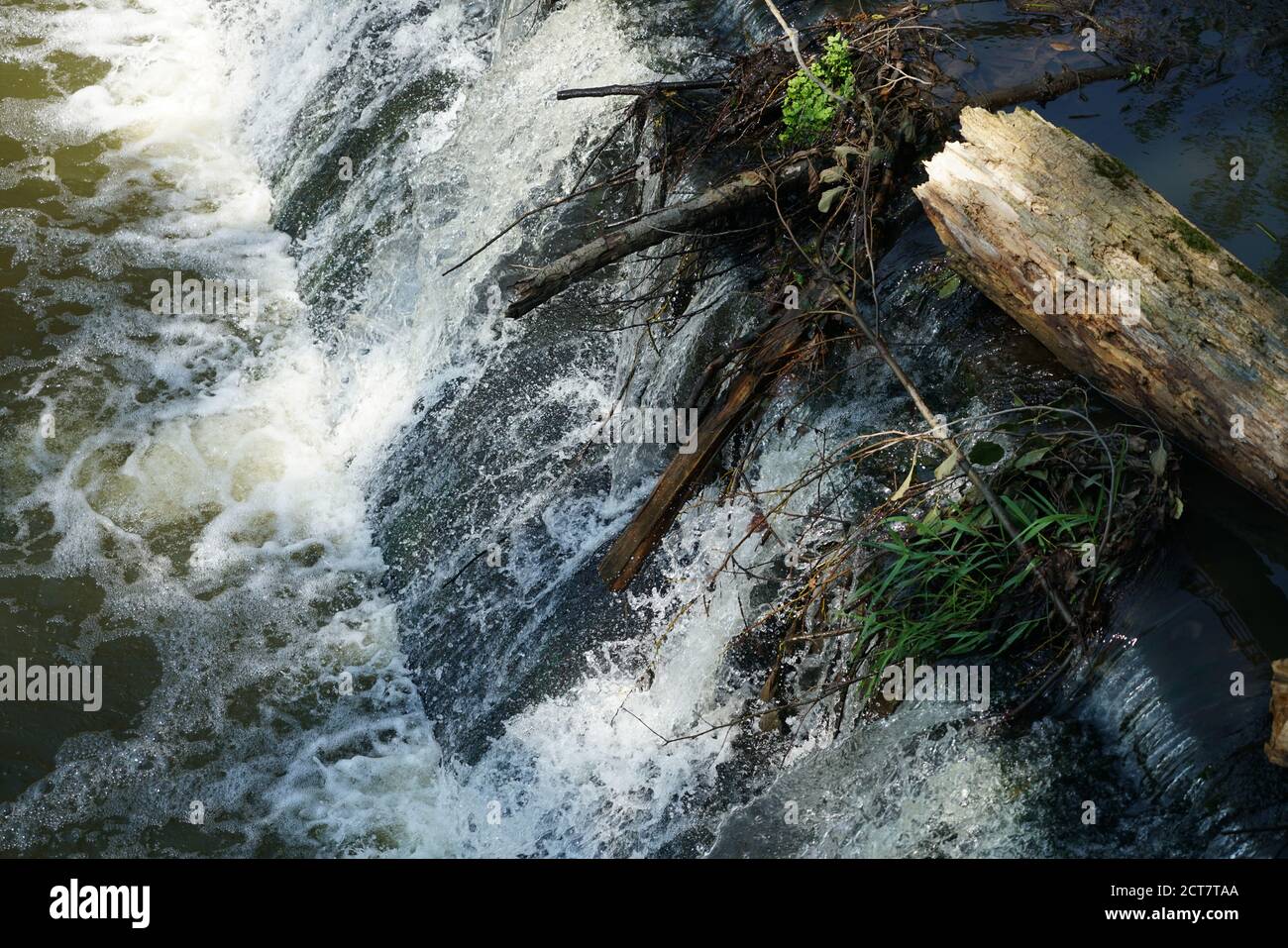 High angle shot of pieces of dry wood and plants in a river Stock Photo ...