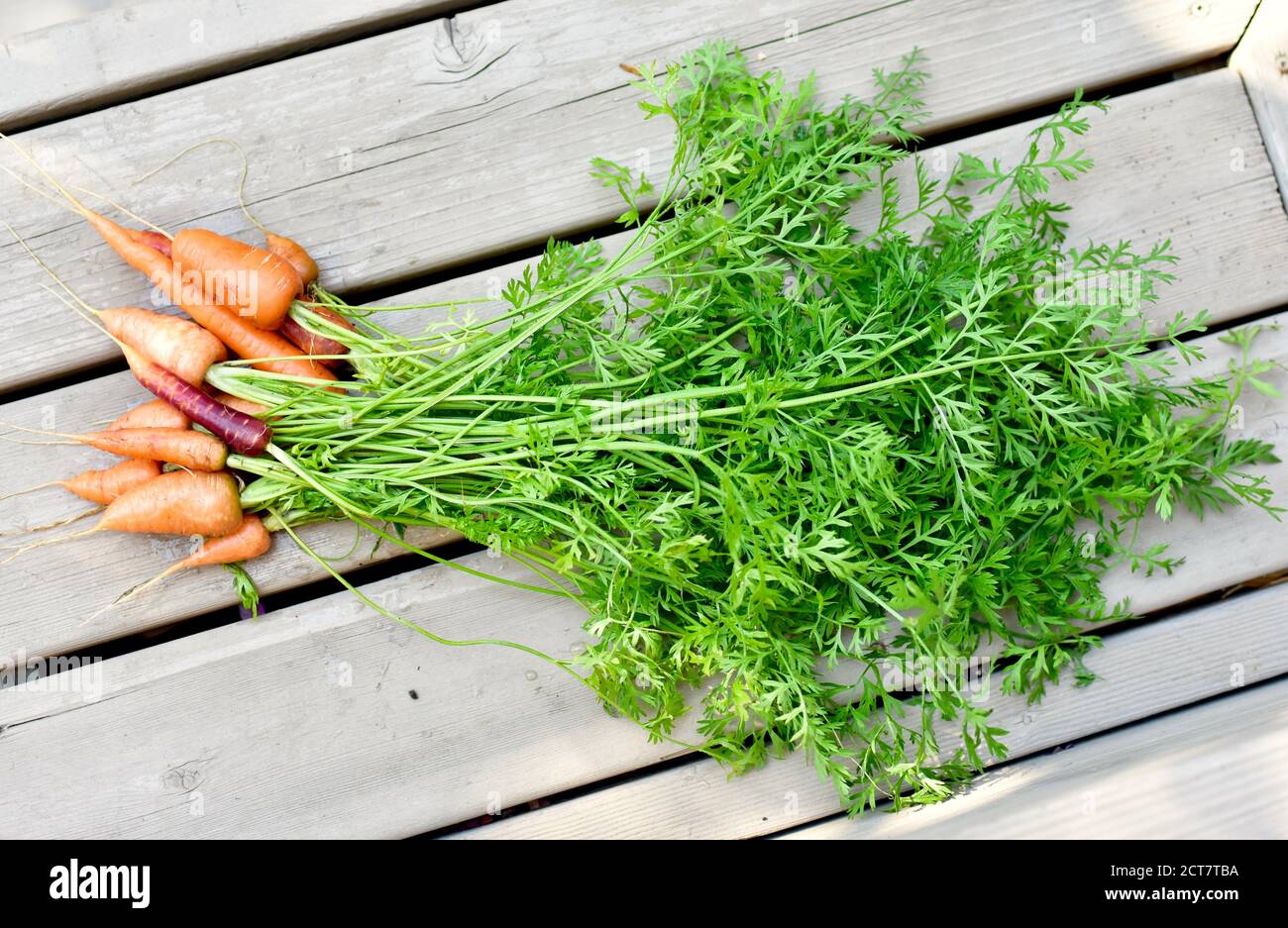 Fall harvested fresh organic carrots from homegrown garden ready for ...