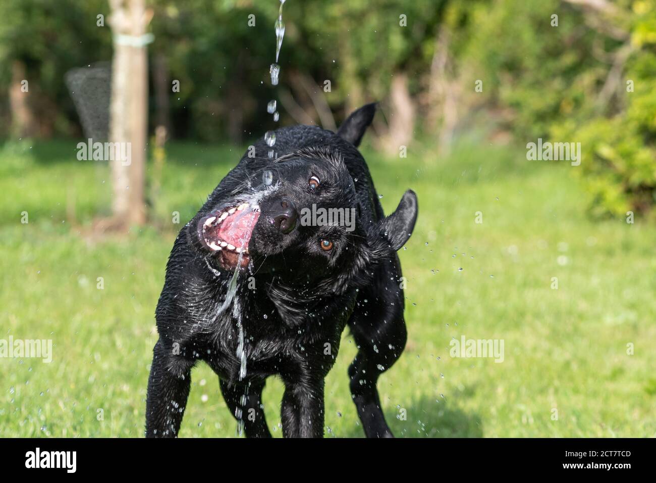 Portrait of a young black Labrador drinking drinking from a hose pipe ...