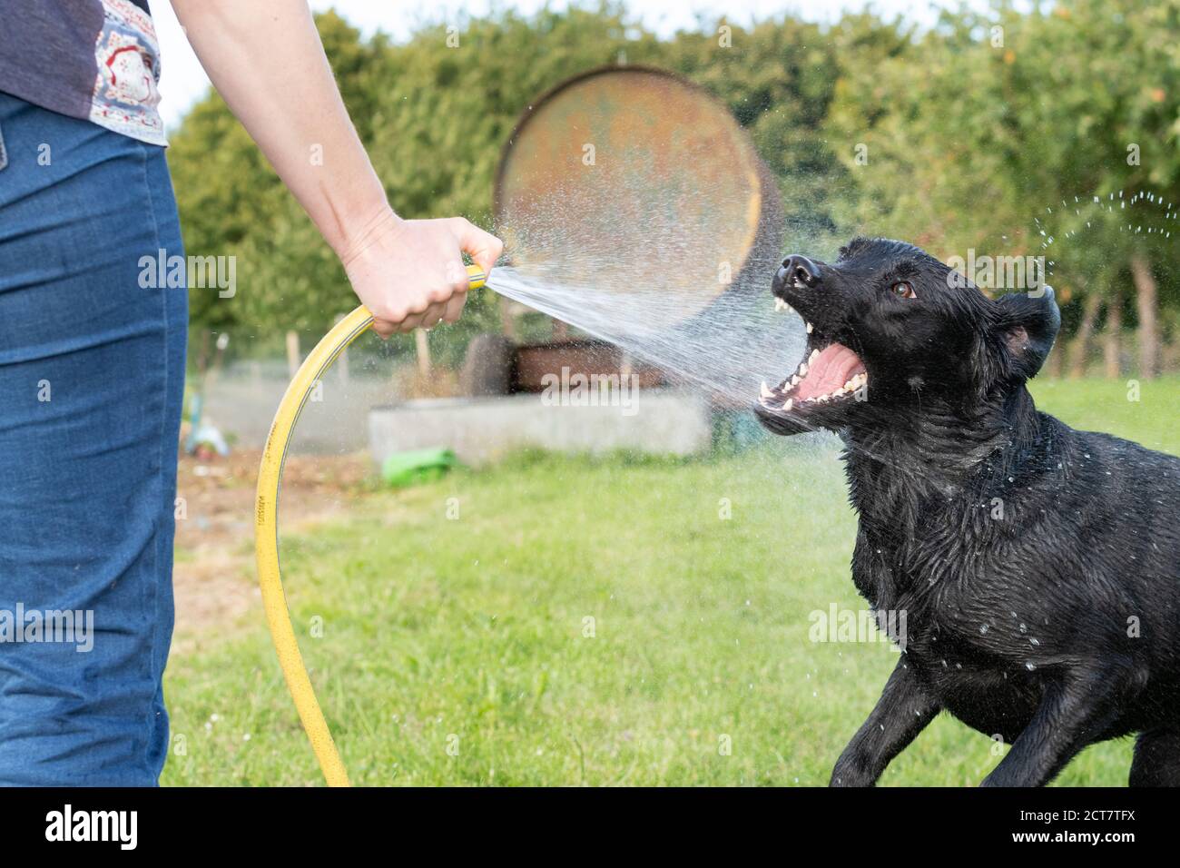 Labrador Cooling High Resolution Stock Photography and Images - Alamy