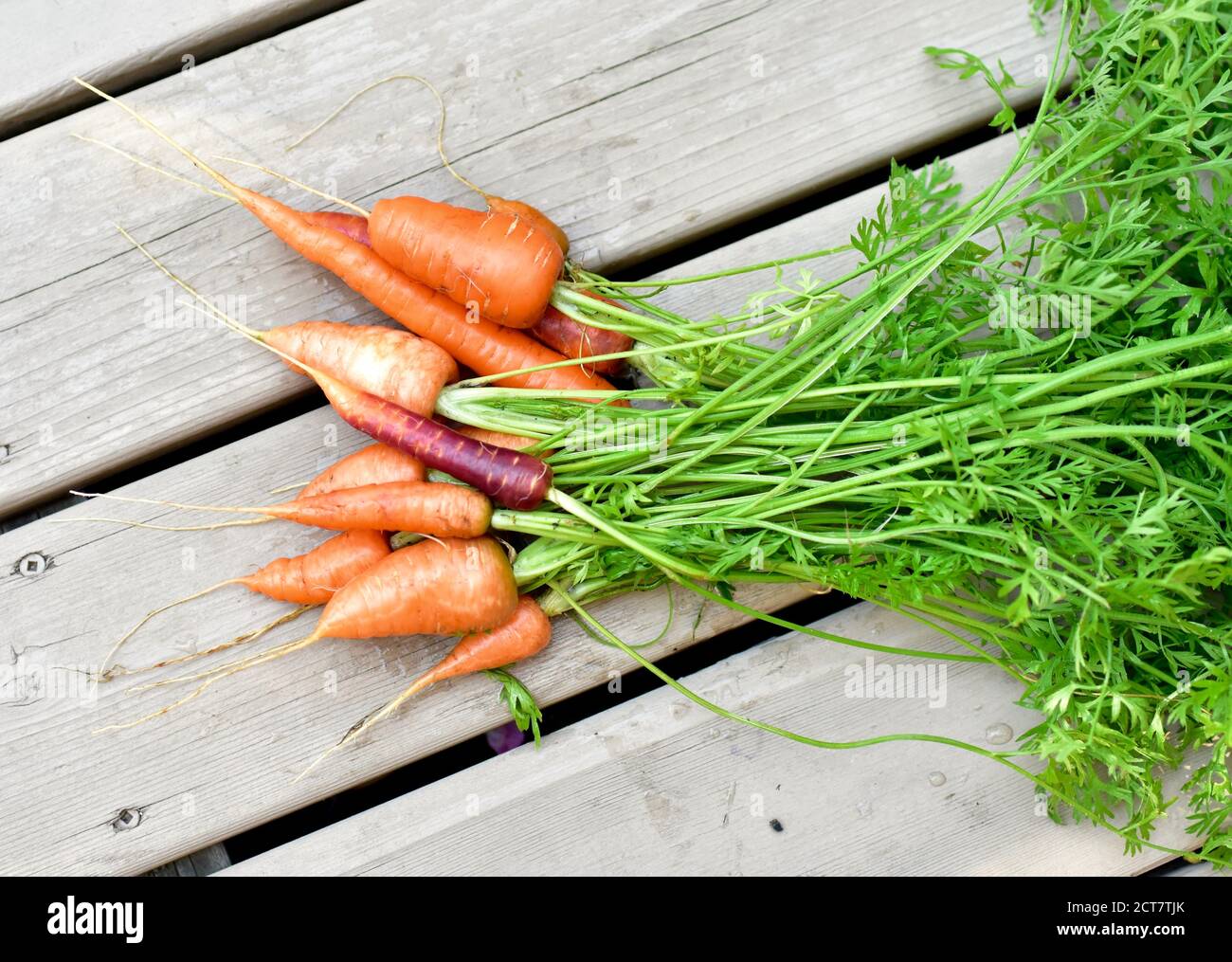 Fall harvested fresh organic carrots from homegrown garden ready for ...