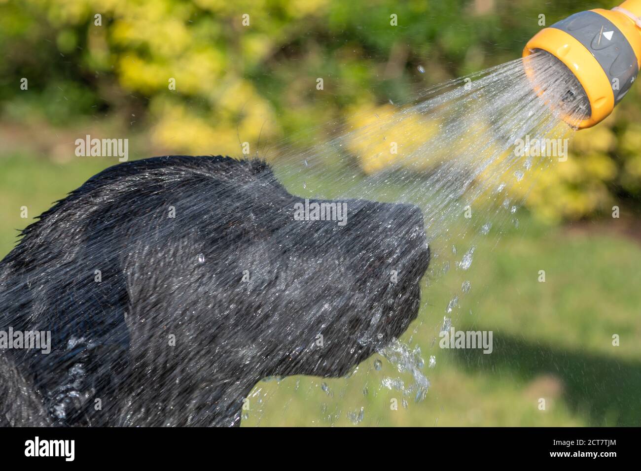 Head shot of a black Labrador being sprayed with a hose pipe Stock ...