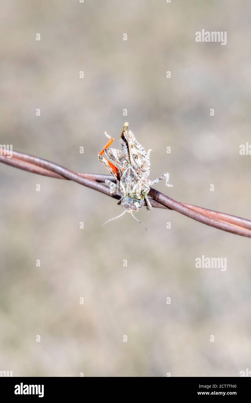 Red-shanked Grasshopper (Xanthippus corallipes) Impaled on Barbed Wire ...