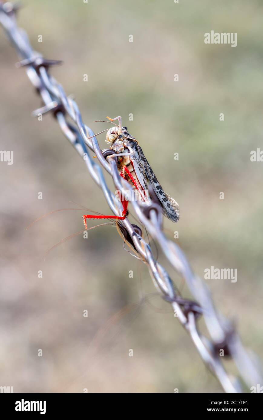 Red-shanked Grasshopper (Xanthippus corallipes) Impaled on Barbed Wire ...