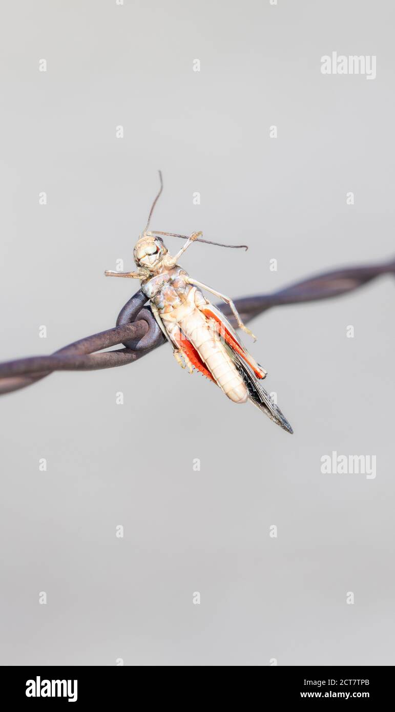 Red-shanked Grasshopper (Xanthippus corallipes) Impaled on Barbed Wire ...
