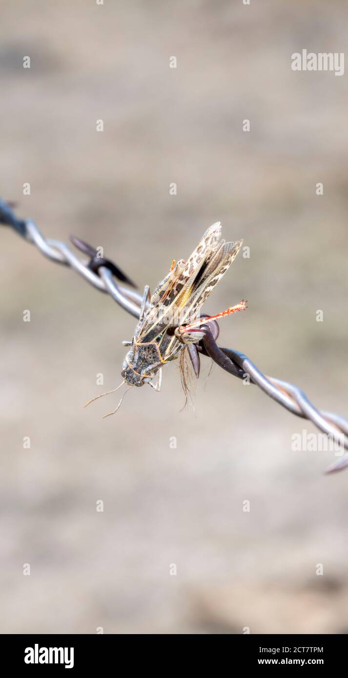 Red-shanked Grasshopper (Xanthippus corallipes) Impaled on Barbed Wire ...