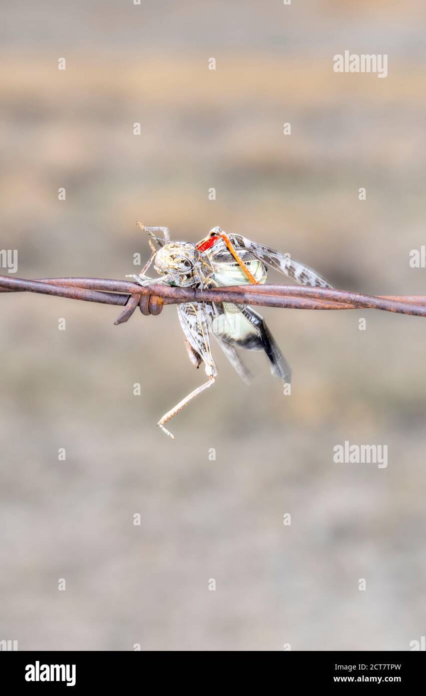 Red-shanked Grasshopper (Xanthippus corallipes) Impaled on Barbed Wire ...