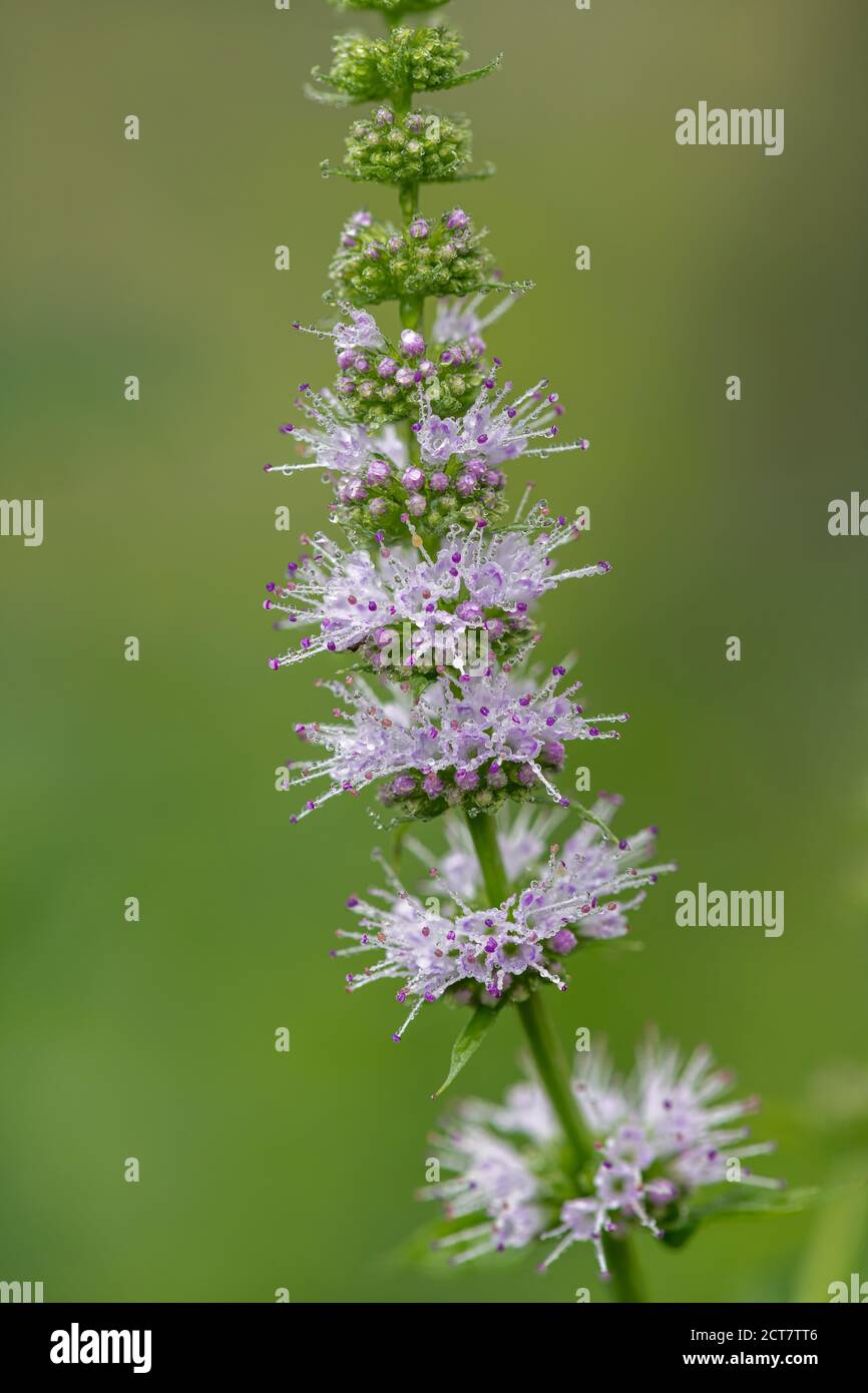 Macro shot of flowers on a common mint (mentha spicata) plant Stock ...