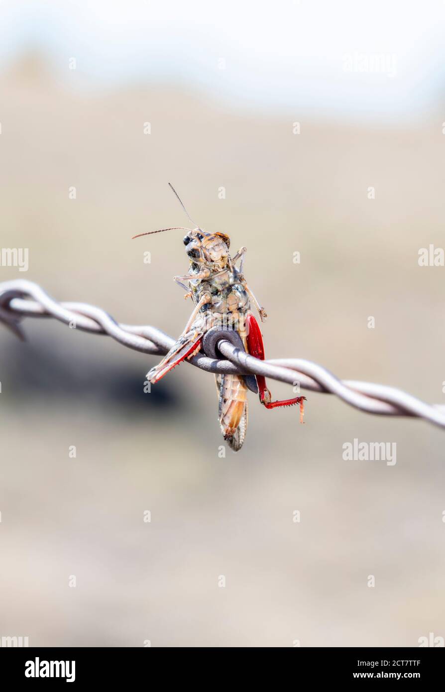 Red-shanked Grasshopper (Xanthippus corallipes) Impaled on Barbed Wire ...