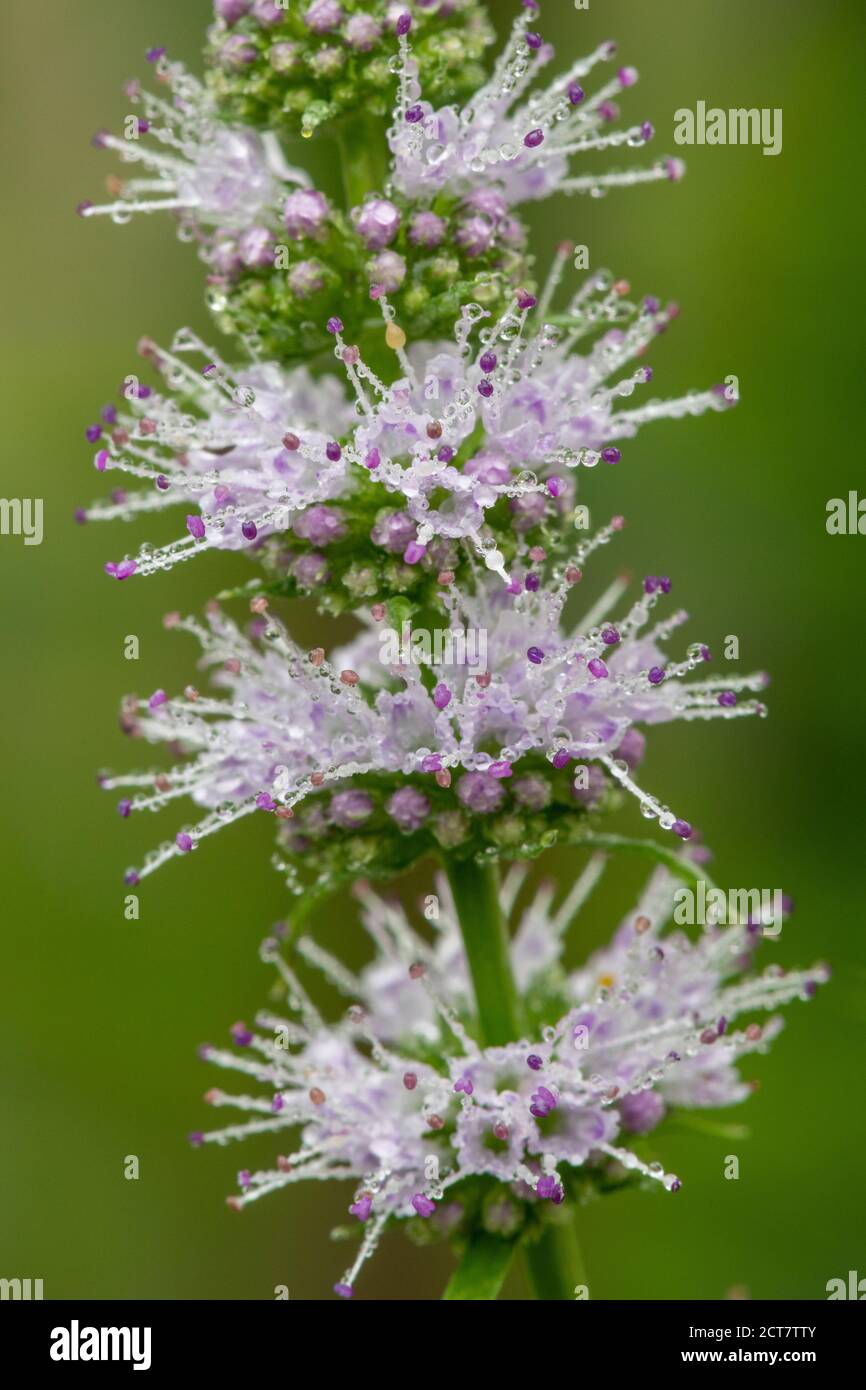 Spearmint Flower