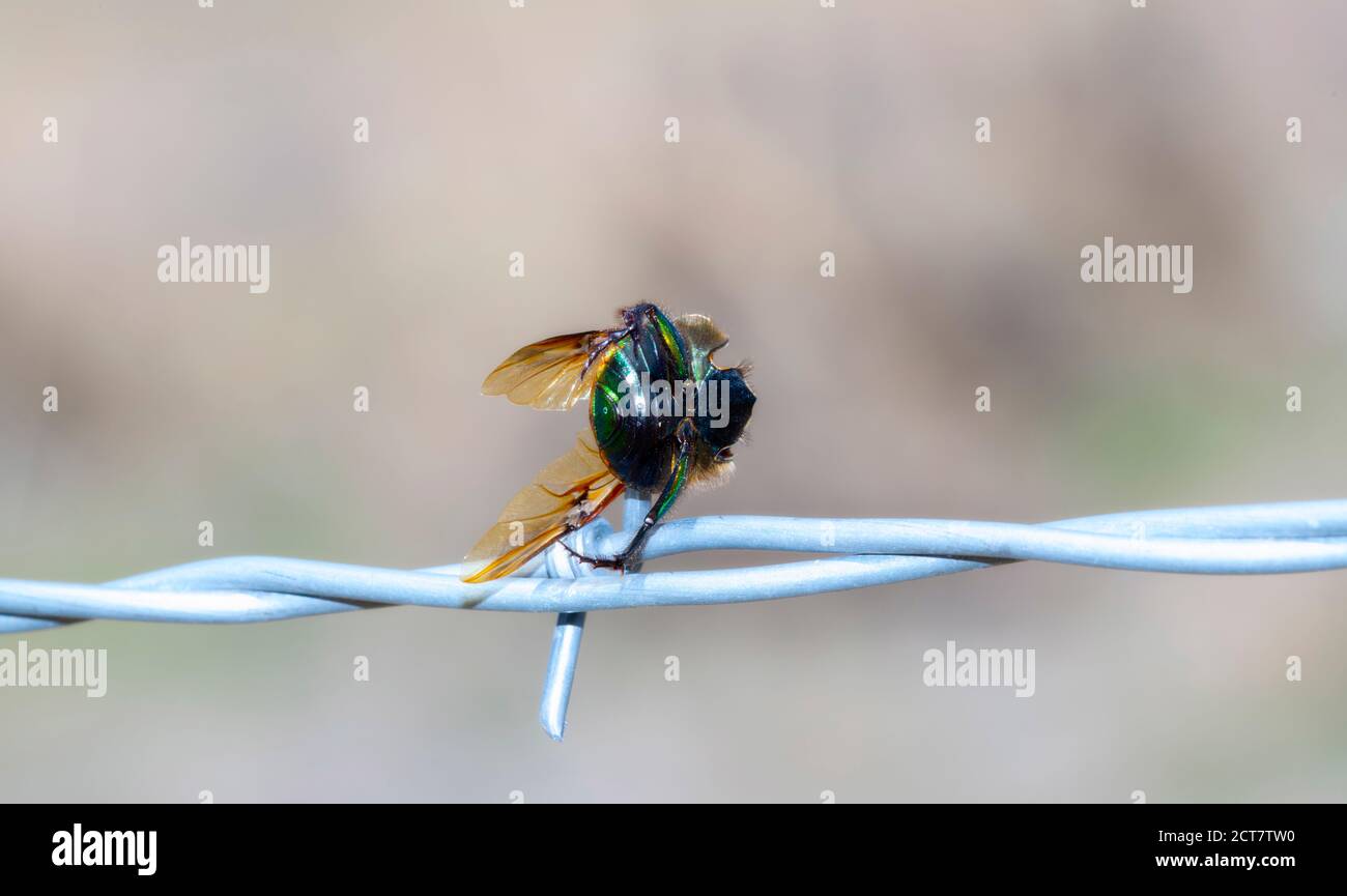 Rainbow Scarab Beetle ( Phanaeus vindex) Impaled on Barbed Wire by a ...