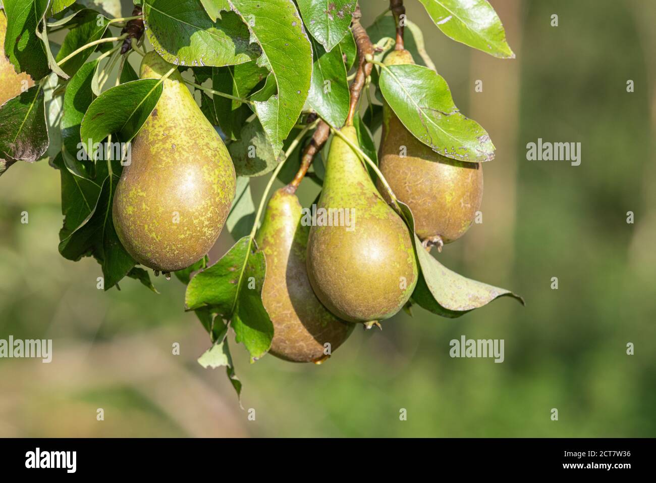 Close up of conference pears on the tree Stock Photo - Alamy