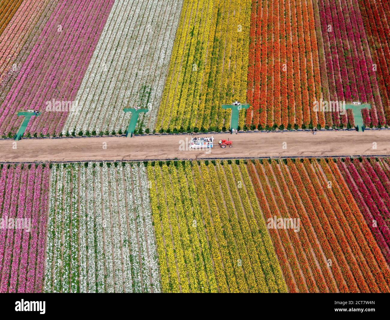 Aerial view of Carlsbad Flower Fields. tourist can enjoy hillsides of ...