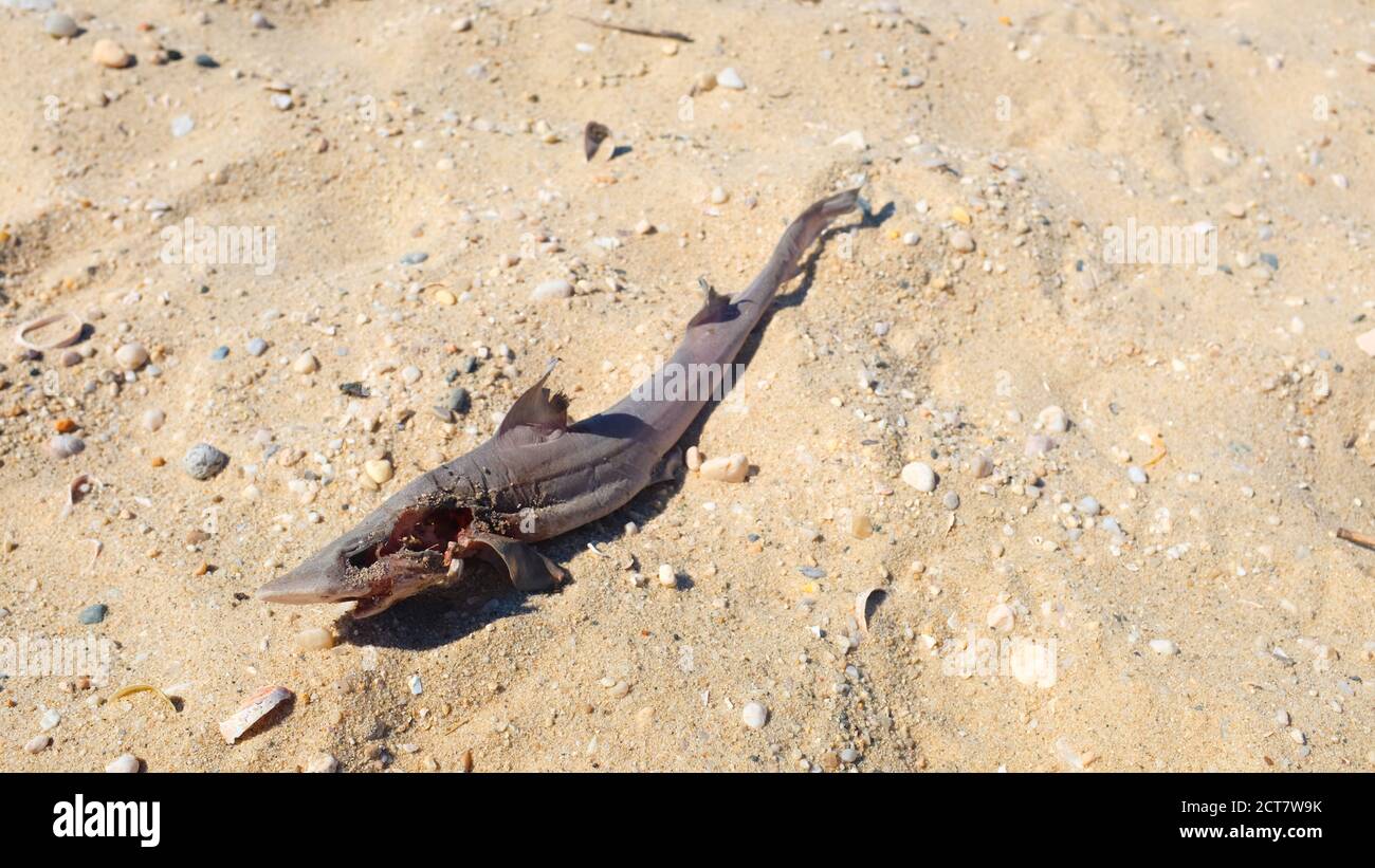 Baby shark dead hi-res stock photography and images - Alamy