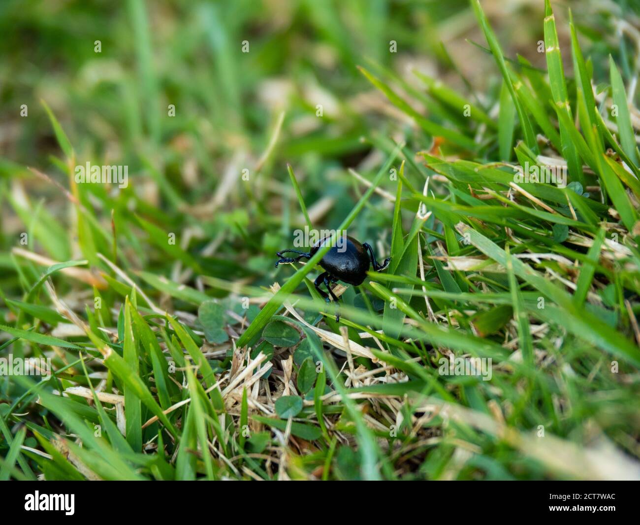 Hiding in green close hi-res stock photography and images - Alamy