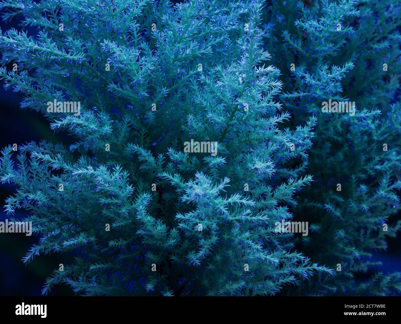 Fragrant pine hi-res stock photography and images - Alamy