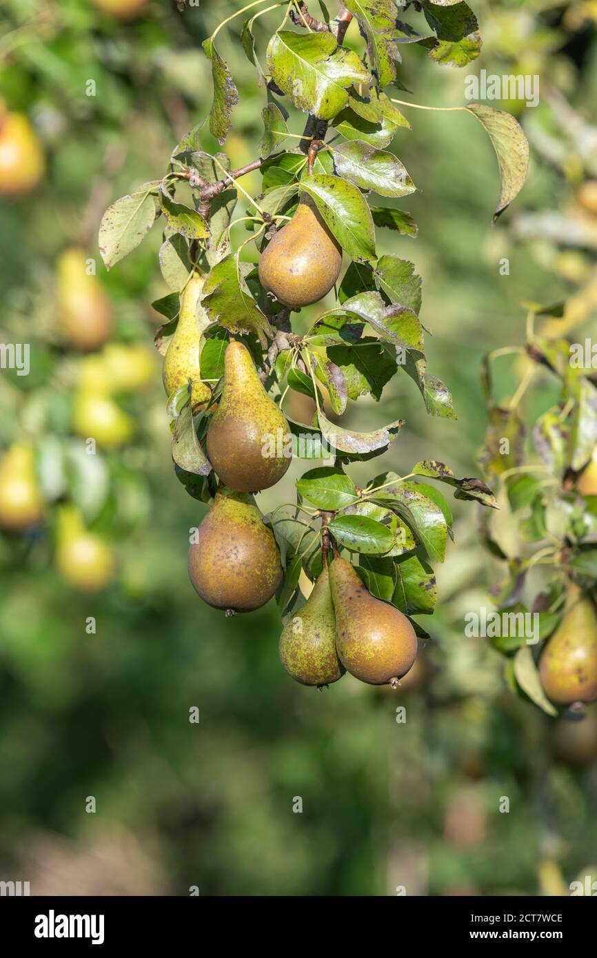 Conference pear cut out hi-res stock photography and images - Alamy