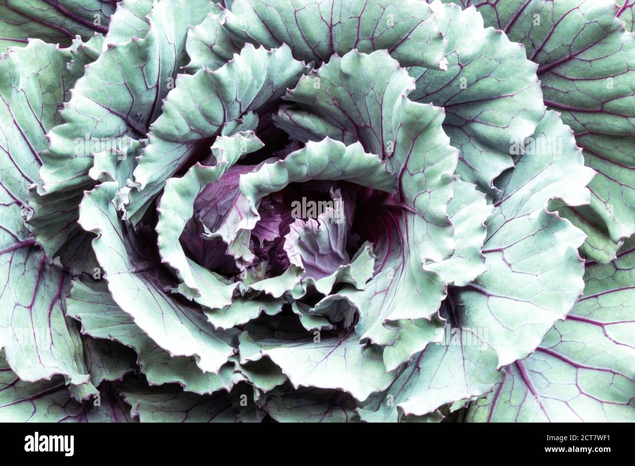 Ornamental kale head hi-res stock photography and images - Alamy