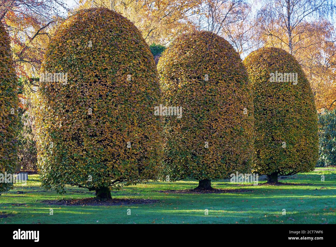 Hornbeam topiary ball or dome hi-res stock photography and images - Alamy