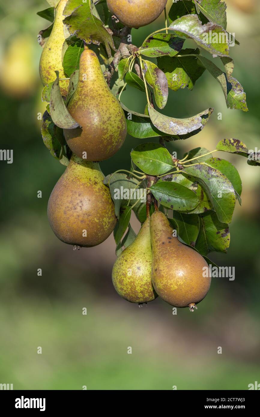 Pear tree cut out hi-res stock photography and images - Alamy