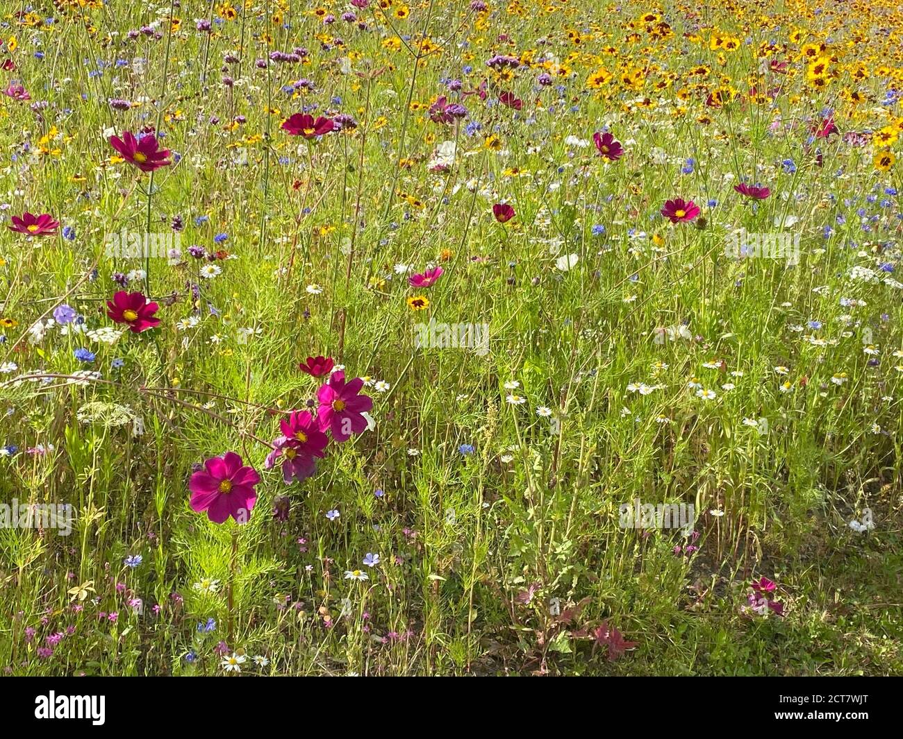 BRITISH WILDFLOWER MEADOW. Photo: Tony Gale Stock Photo - Alamy