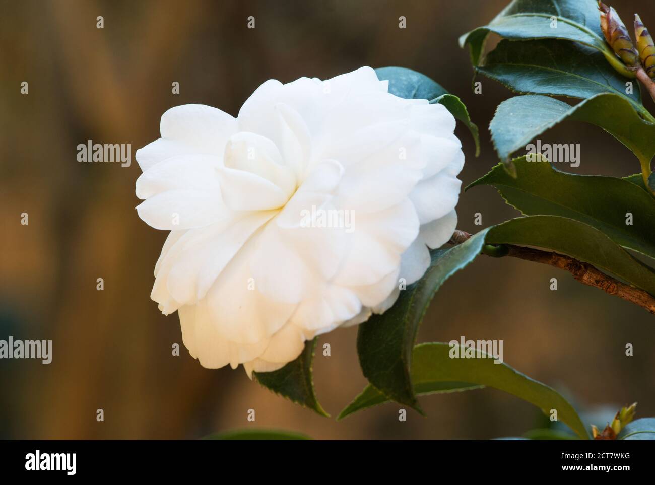 Camellia plant in bloom Stock Photo - Alamy