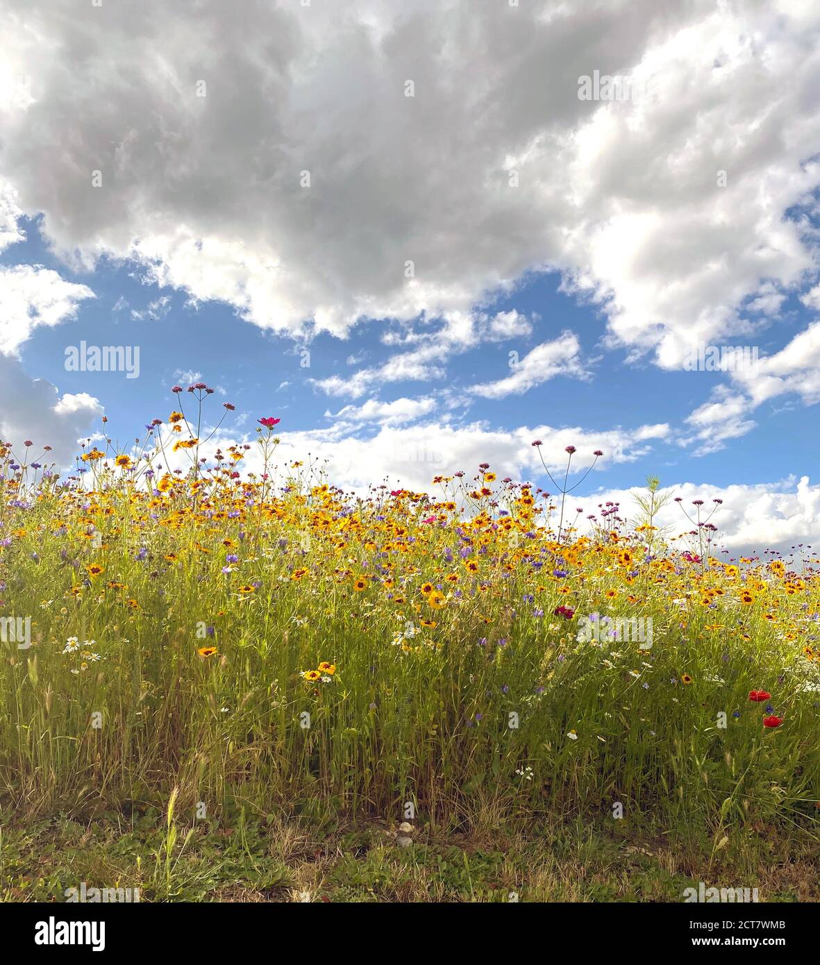 BRITISH WILDFLOWER MEADOW. Photo: Tony Gale Stock Photo - Alamy