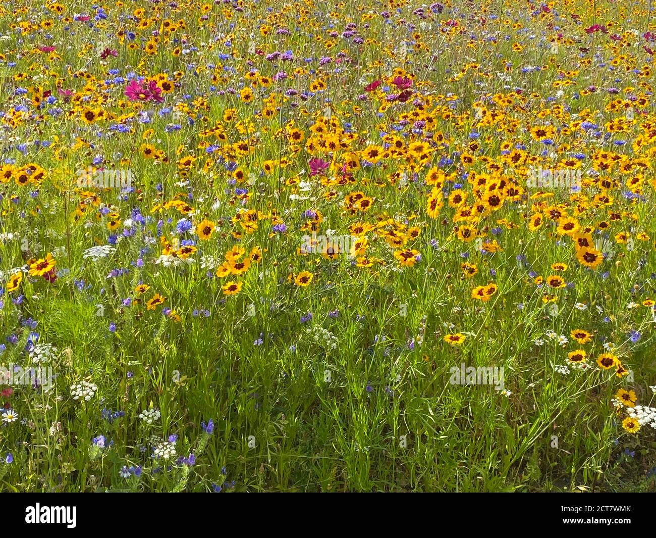 BRITISH WILDFLOWER MEADOW. Photo: Tony Gale Stock Photo - Alamy
