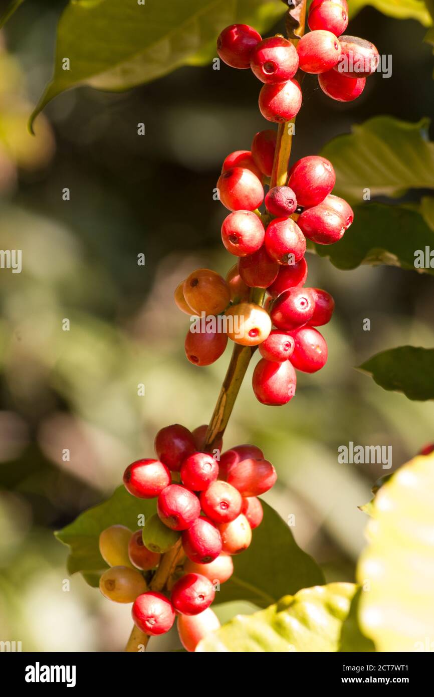 Arabian coffee tree coffea arabica hi-res stock photography and images ...