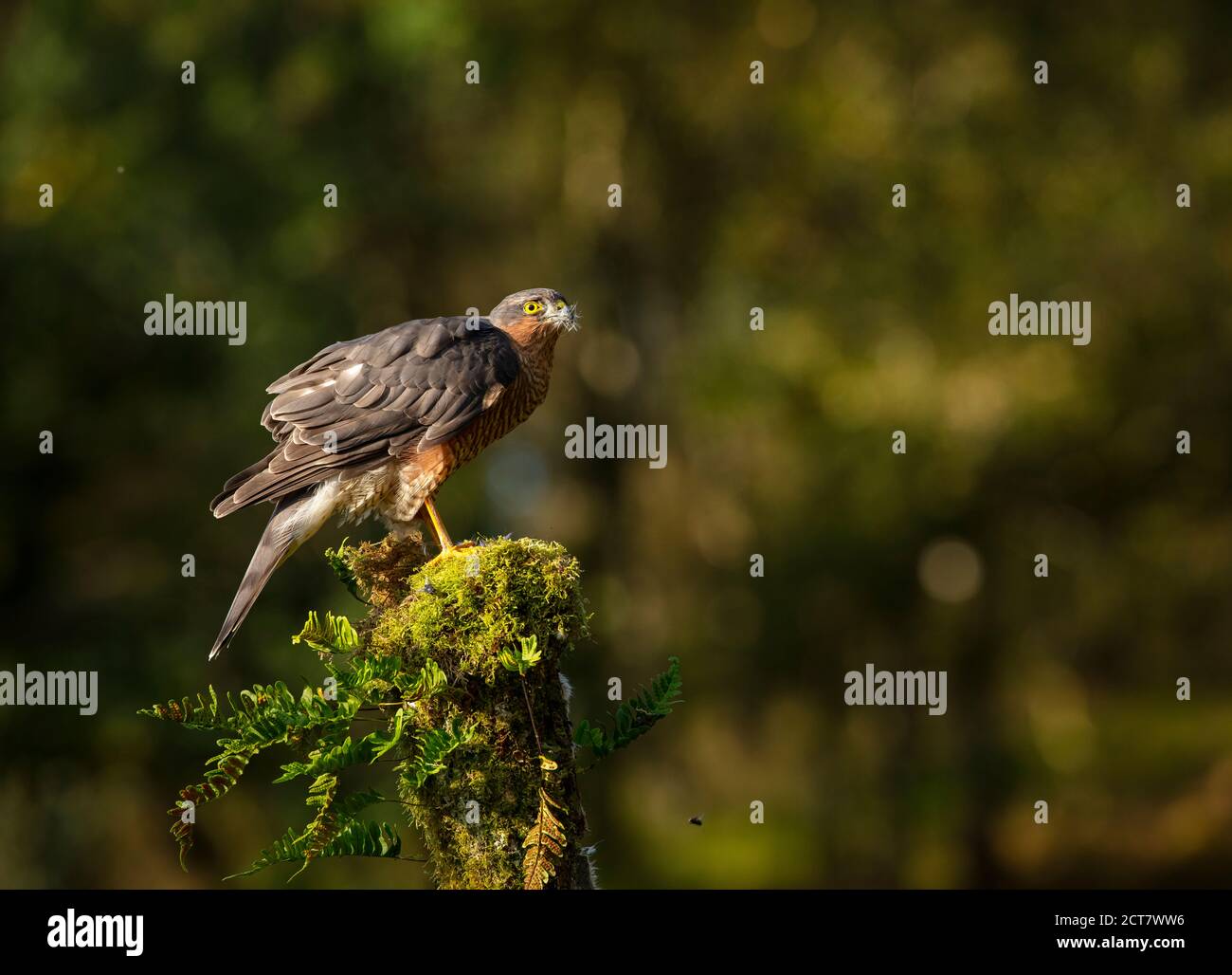 Eurasian sparrowhawk, or sparrowhark, on plucking perch. This bird of ...