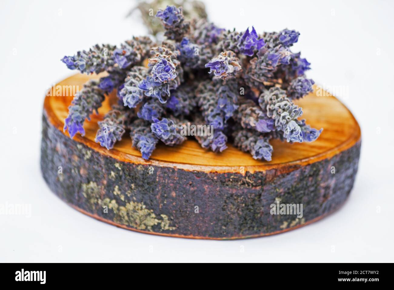 Dried plant sprigs hi-res stock photography and images - Alamy