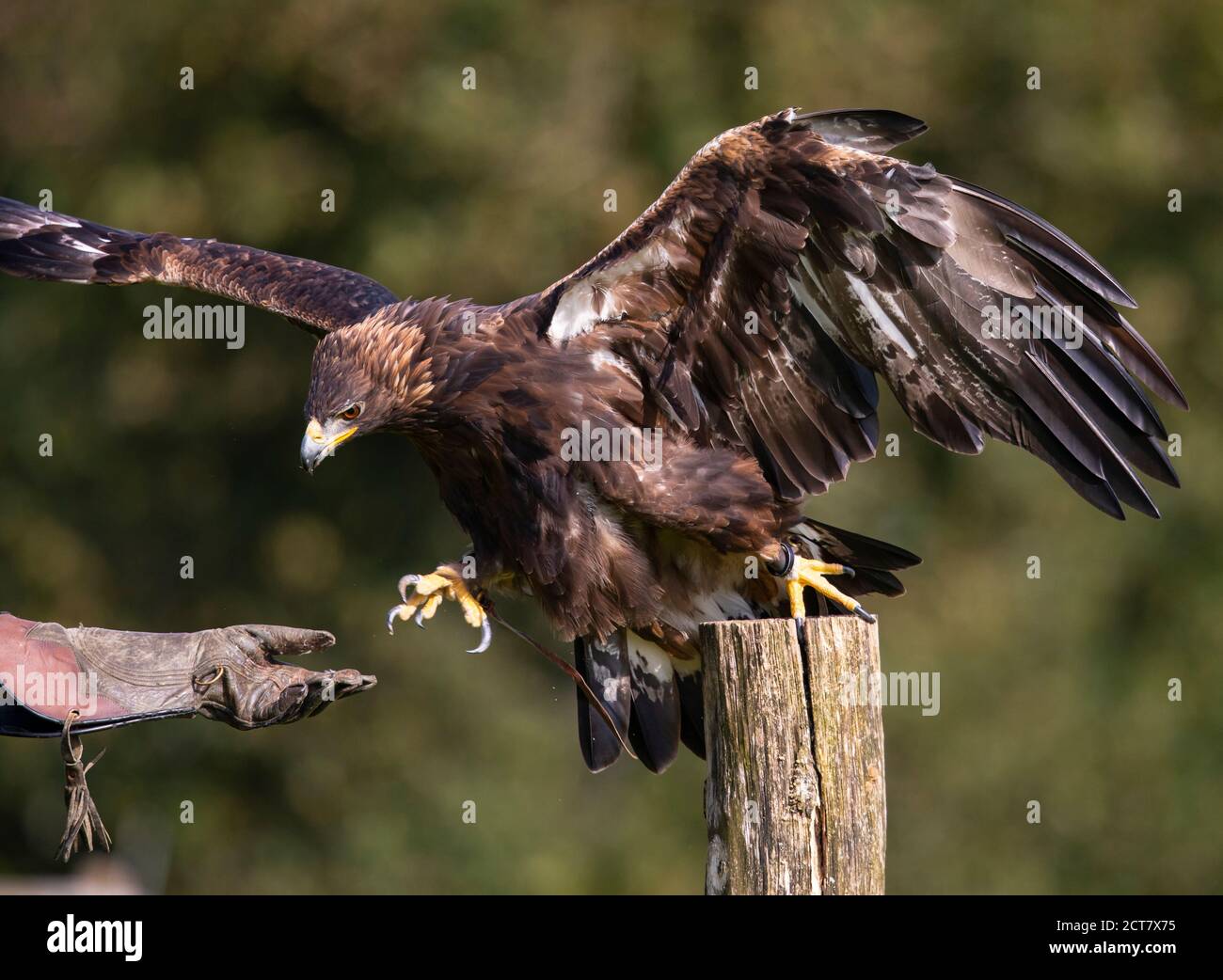 Golden eagle, Aquila chrysaetos, at the British Birds of Prey Centre ...
