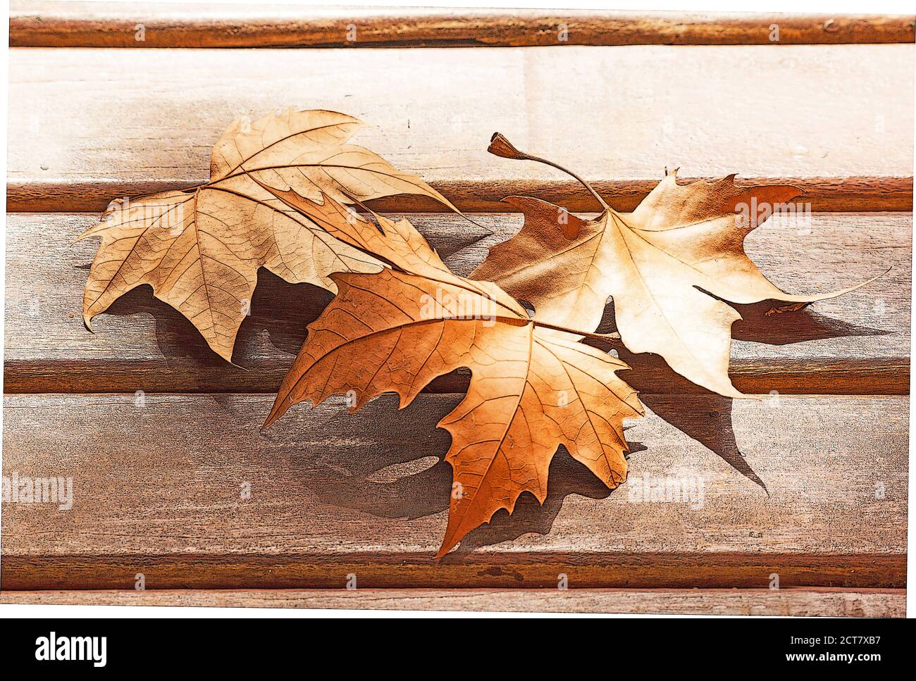 Autumn leaves leaf Cut Out Stock Images & Pictures - Alamy
