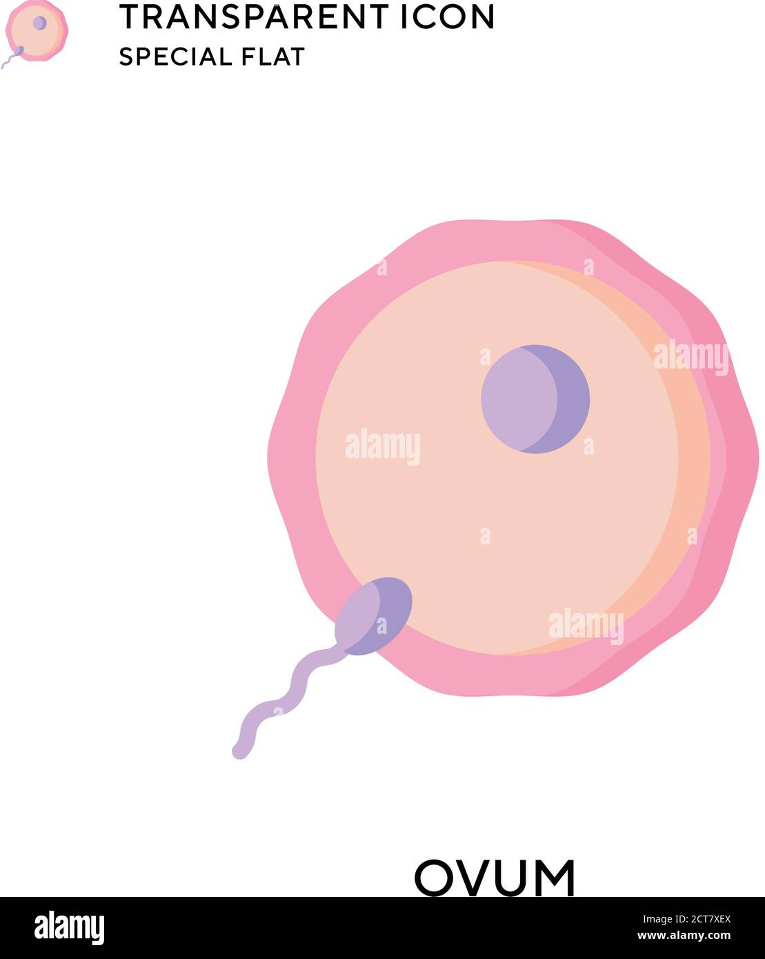 Embryology vector vectors Stock Vector Images - Alamy