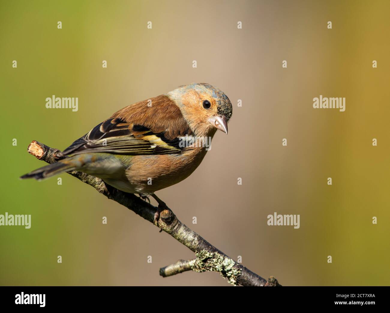 Birds of scotland hi-res stock photography and images - Alamy