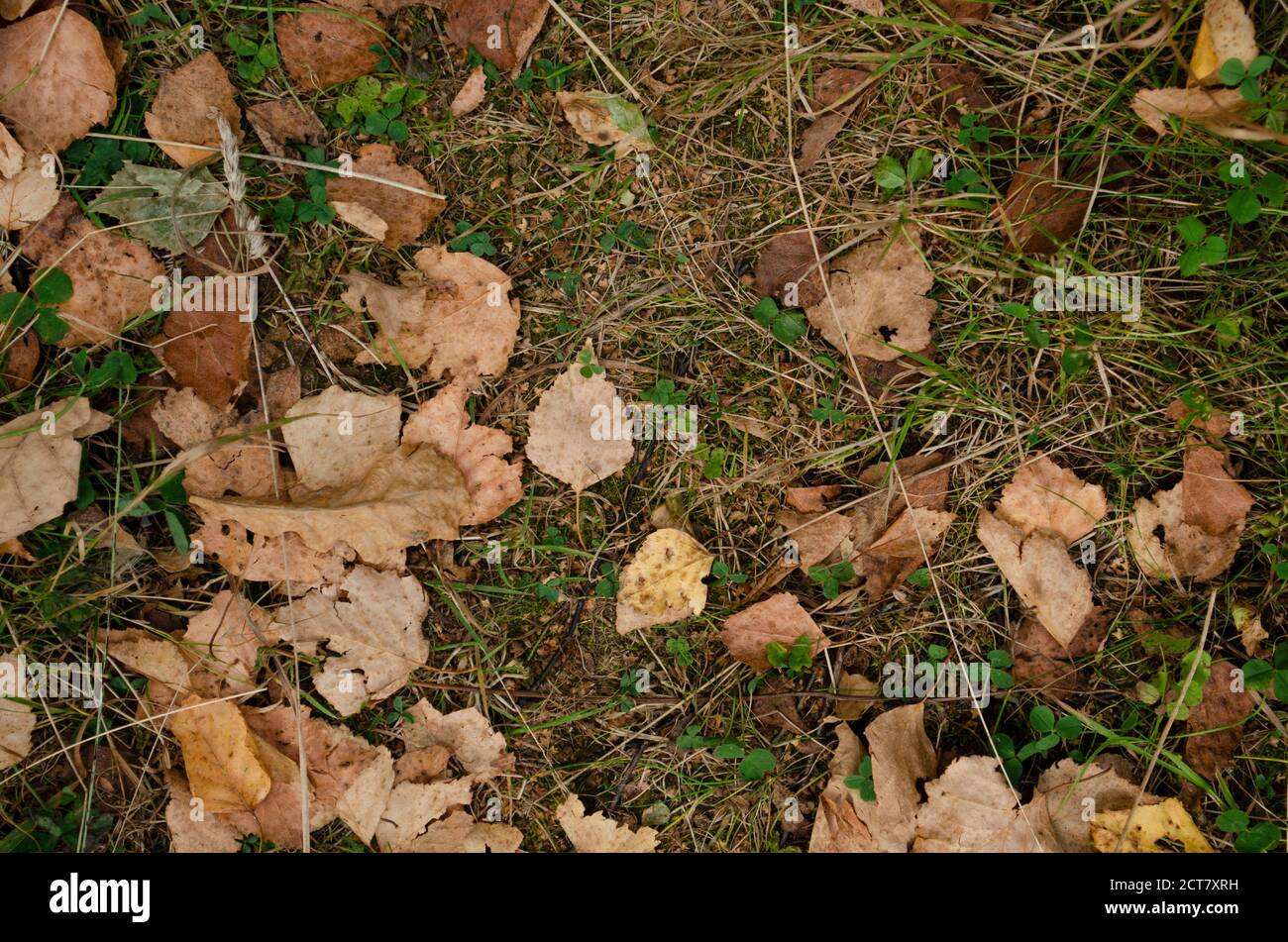 Brown dry tree leaves background on the forest floor/ Nature picture ...