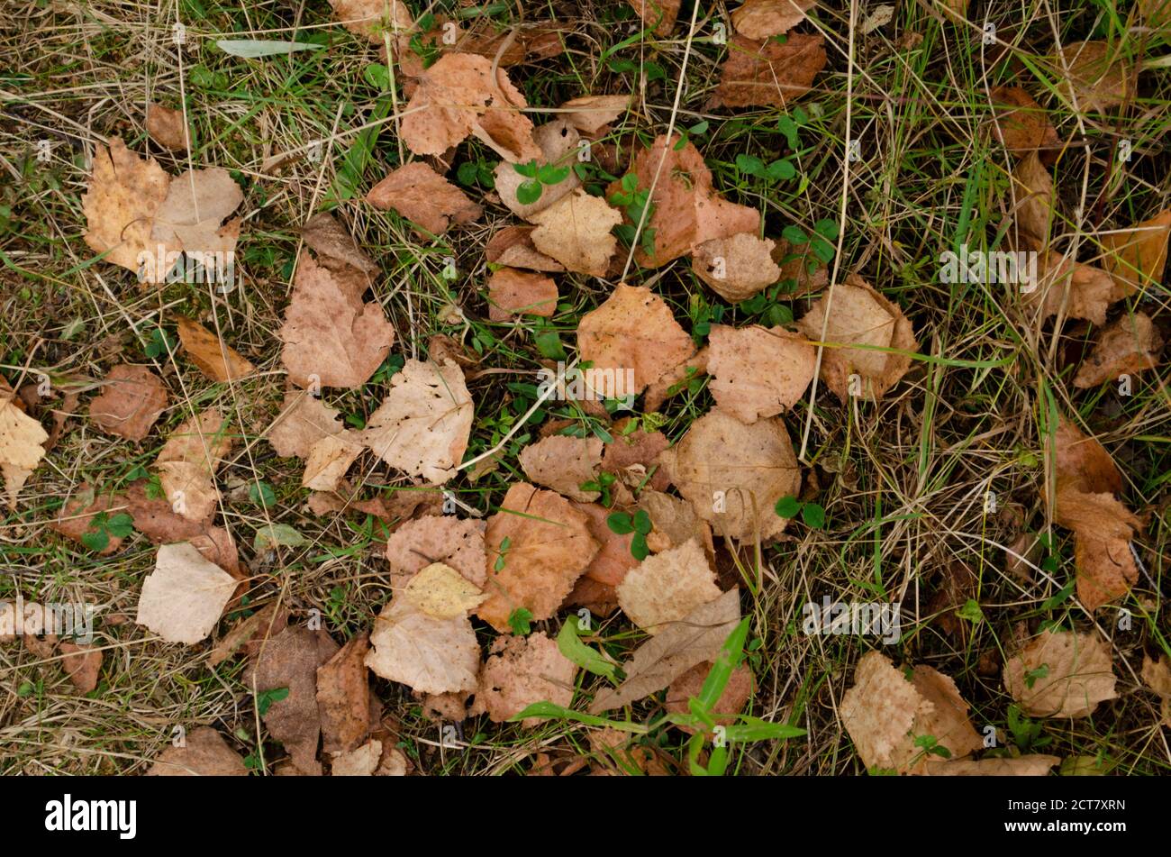 Brown dry tree leaves background on the forest floor/ Nature picture ...
