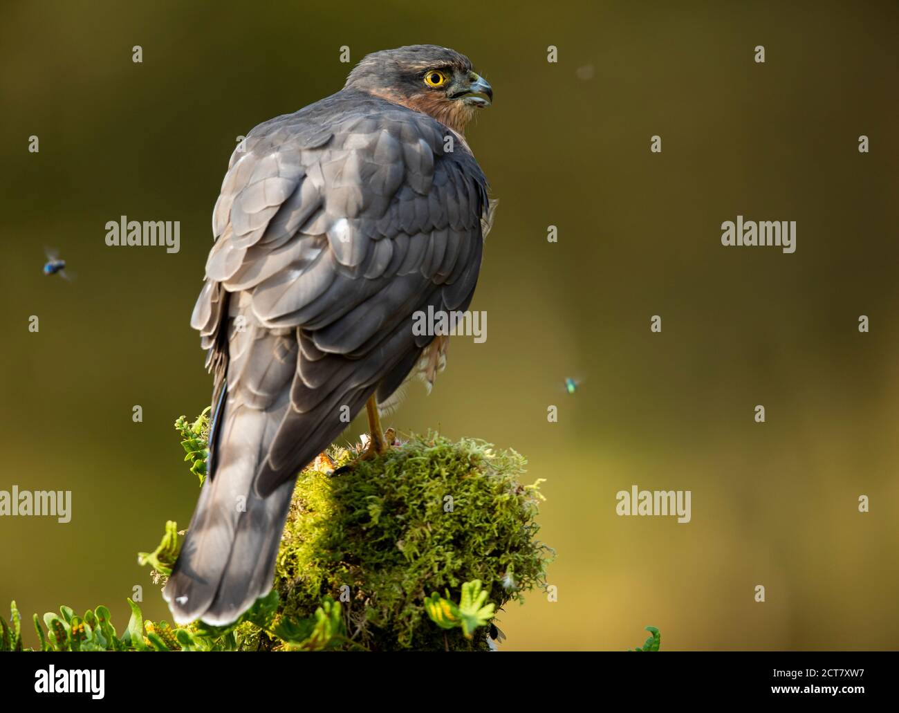 Plucking perch hi-res stock photography and images - Alamy
