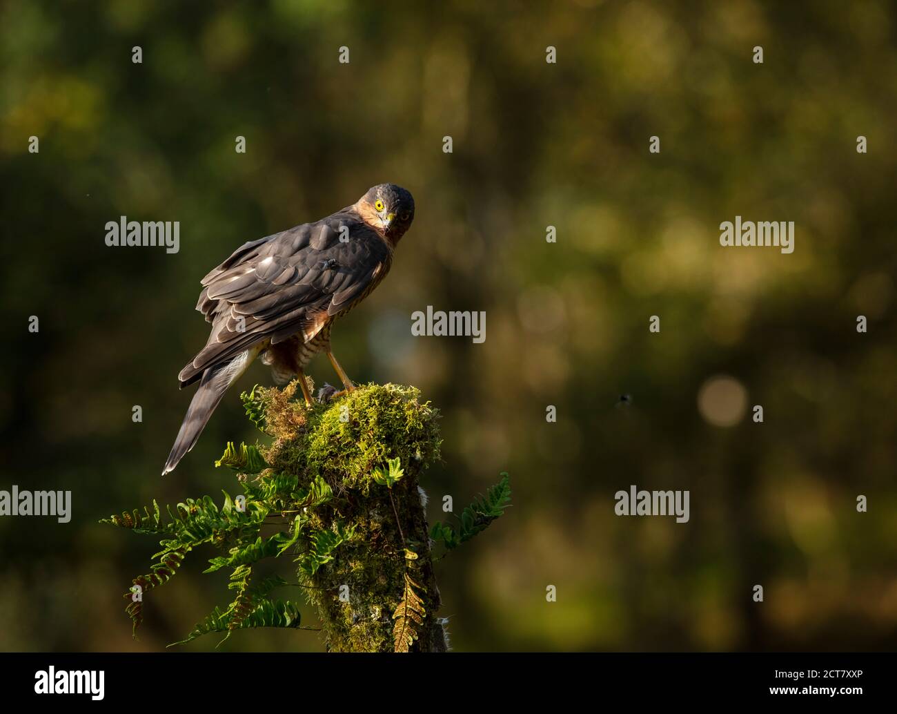 Eurasian sparrowhawk, or sparrowhark, on plucking perch. This bird of ...