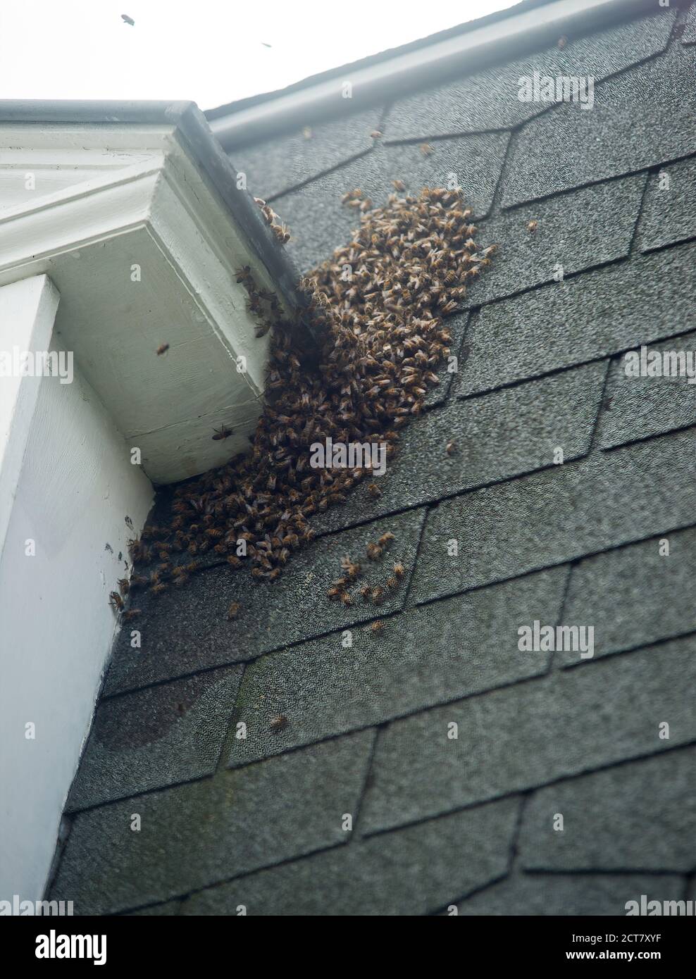 Flying wall honey bees hi-res stock photography and images - Alamy