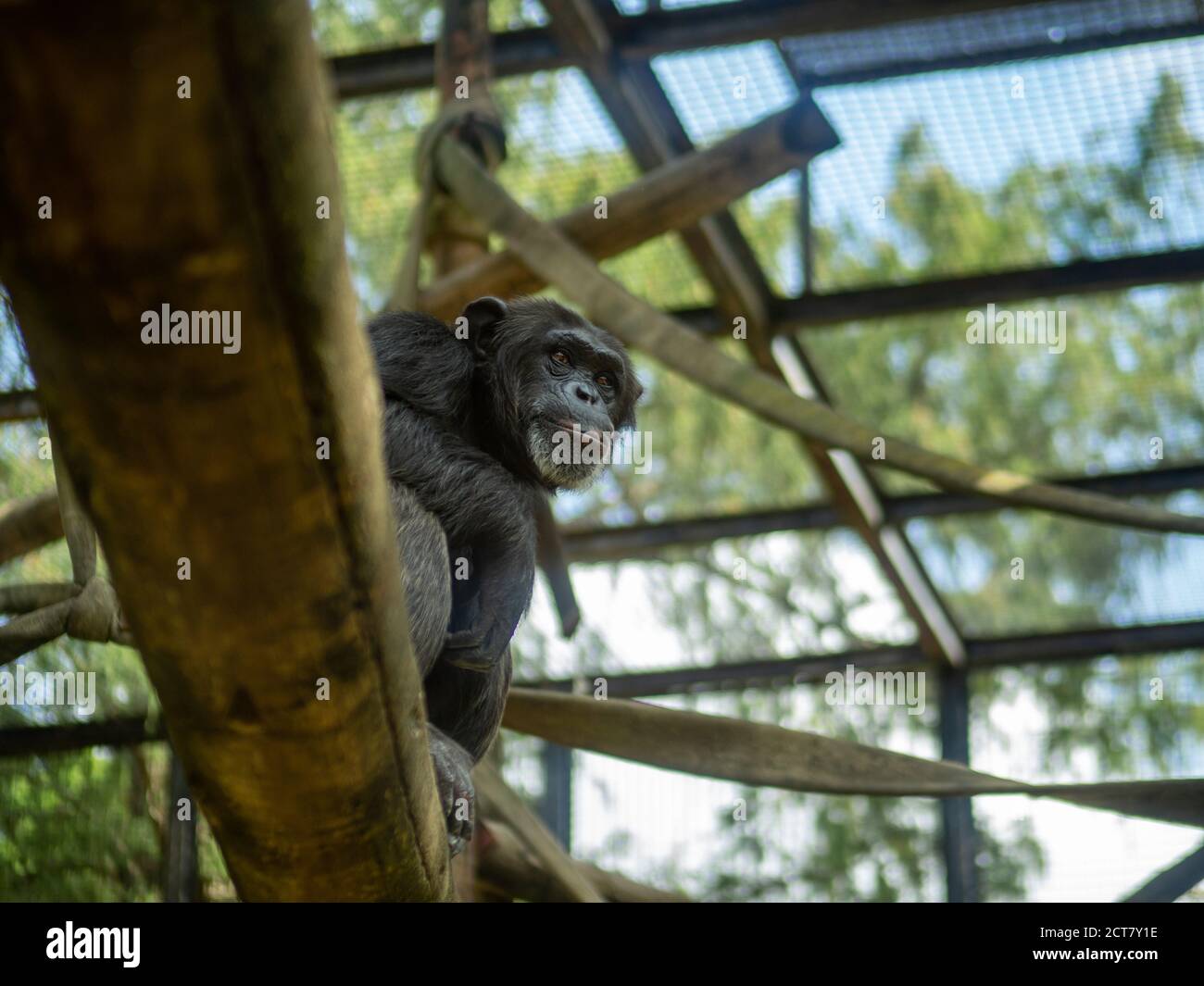 Cute chimp sitting on a tree trunk Stock Photo - Alamy