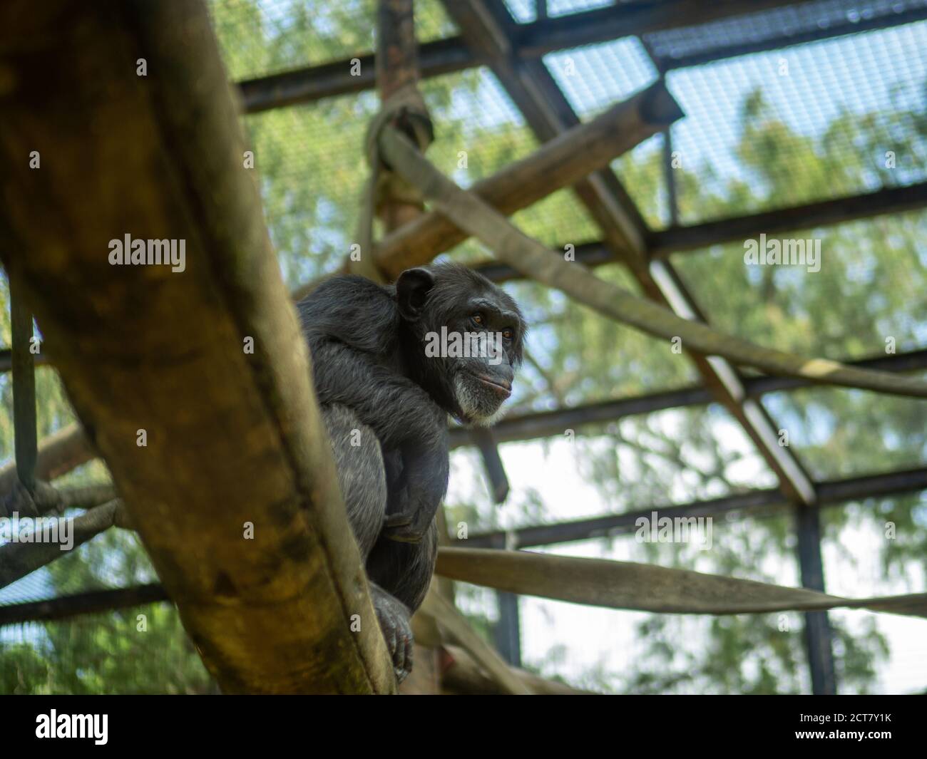 Cute chimp sitting on a tree trunk Stock Photo - Alamy