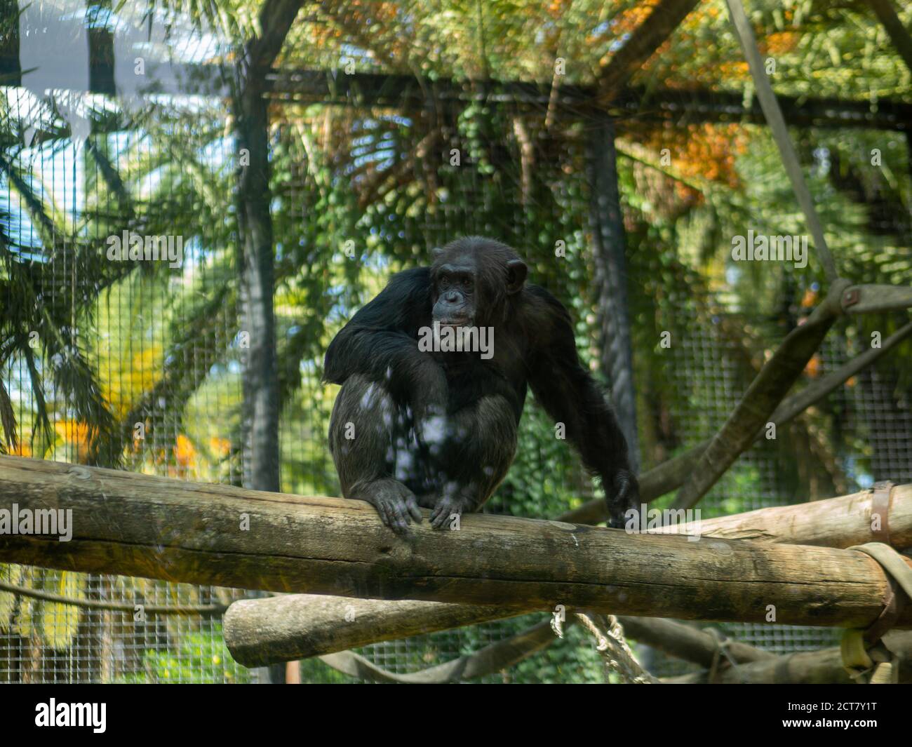 Cute chimp sitting on a tree trunk Stock Photo - Alamy