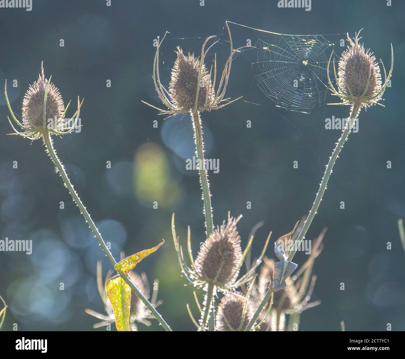 Dried Teasel flower heads (Dipsacus fullonum Stock Photo - Alamy