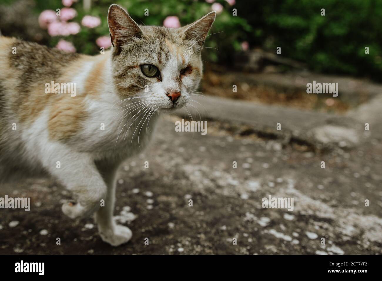 Stray sick cat walking on the ground Stock Photo - Alamy